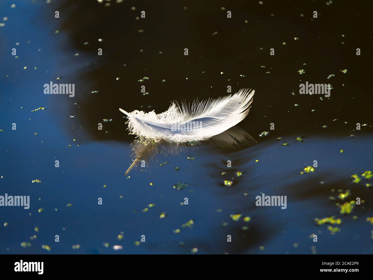 environmental concept, downy feather on a water surface, blue color ...