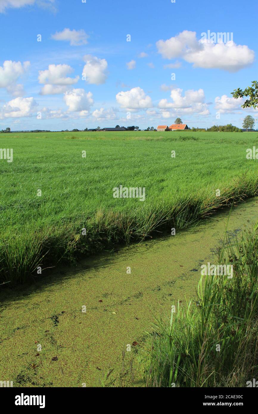 Typical rural landscape Friesland, the Netherlands in summer. Flat ...