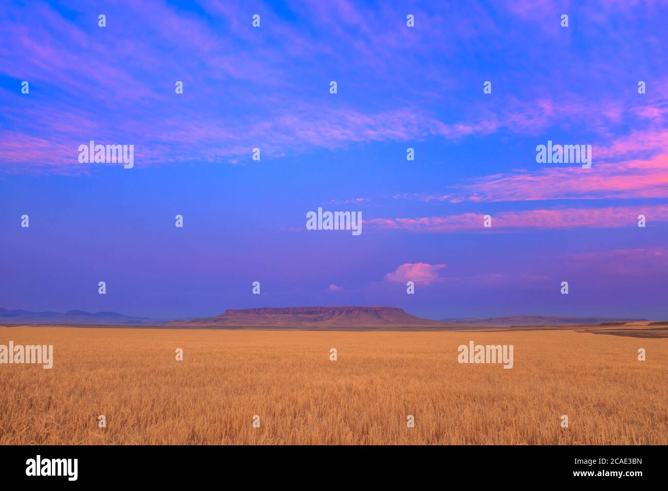 pre-dawn sky over wheat fields below square butte near ulm, montana ...