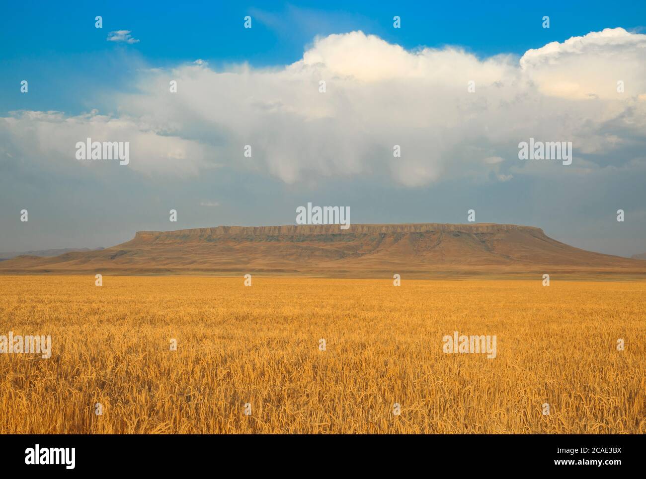 wheat field below square butte near ulm, montana Stock Photo - Alamy
