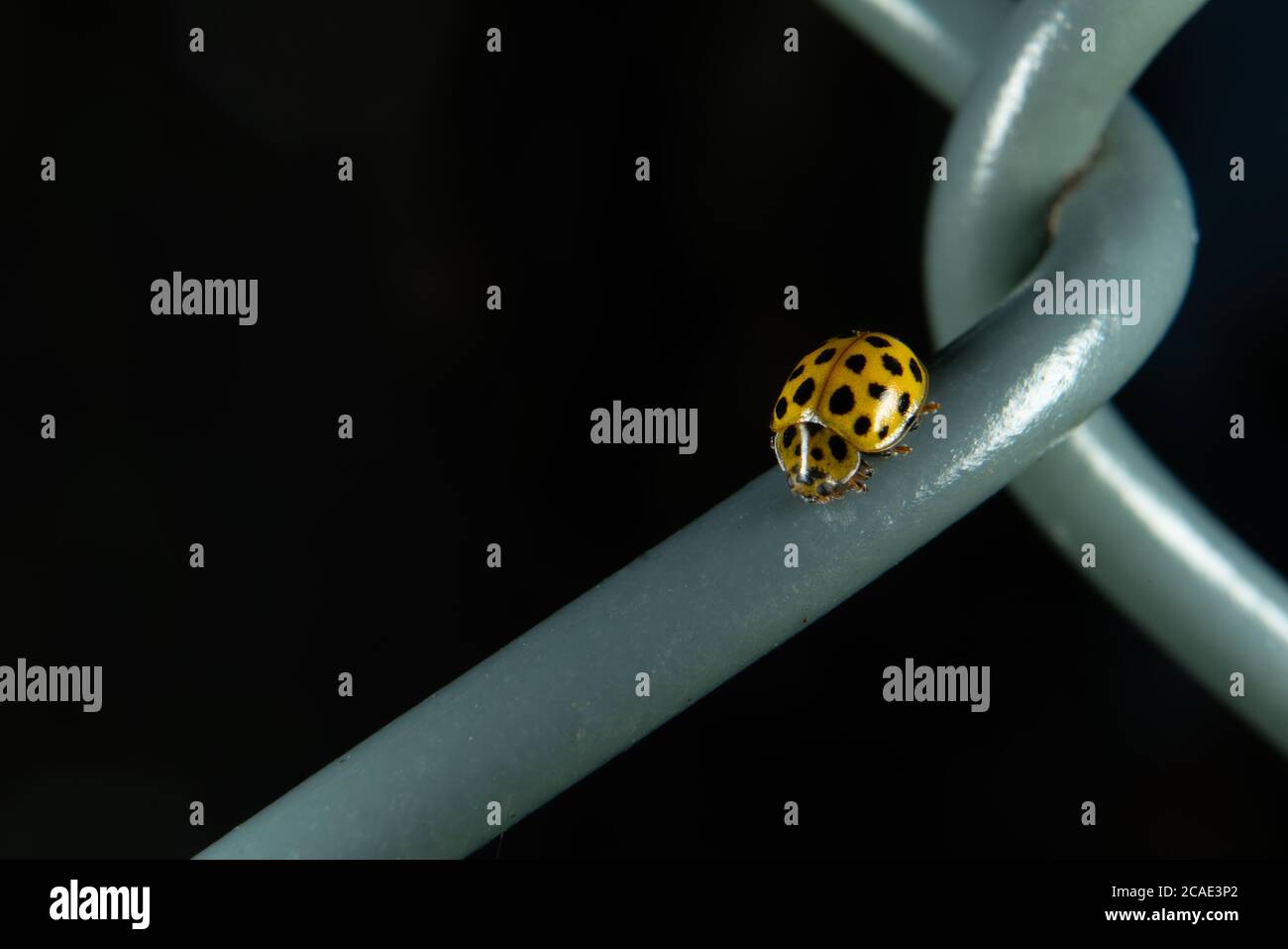 The 22-spot ladybird Stock Photo - Alamy