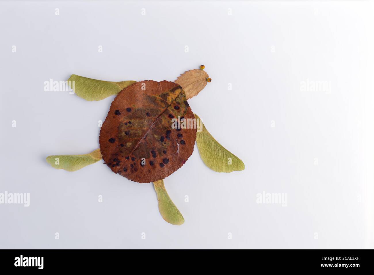 turtle made from leaves, autumn craft for children, top view, creative ...