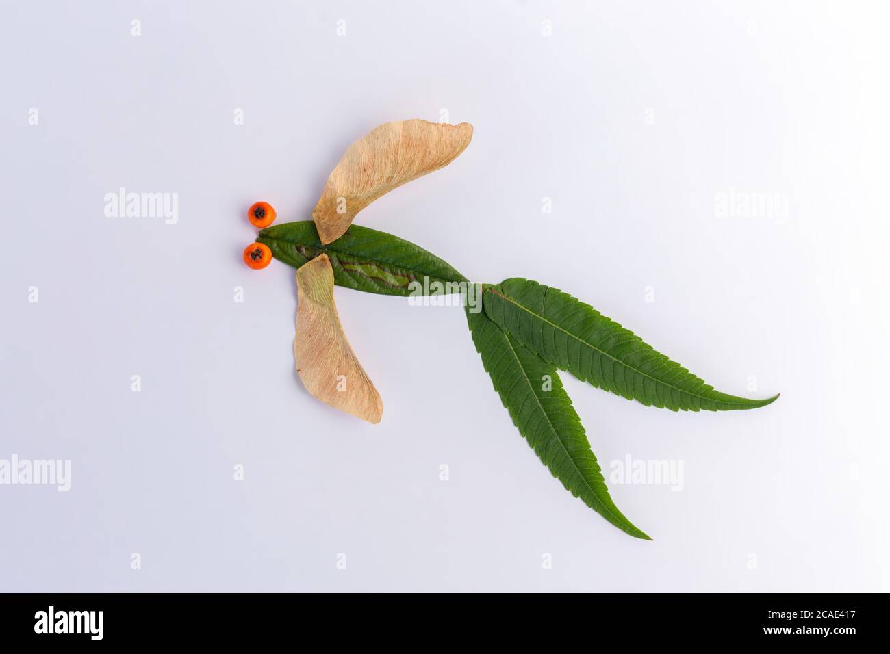 autumn nature craft for kids, fish made of dry leaf, top view, activity ...