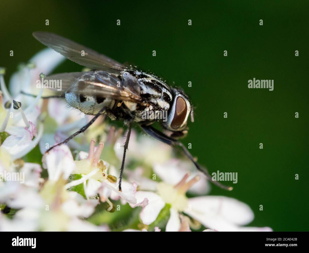 Sarcophagidae, flesh fly, Cornwall, UK Stock Photo - Alamy