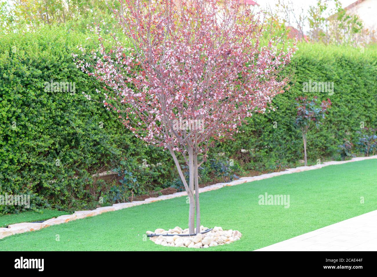 Summer garden.Flowering tree-plum, Bushes and grass in front of the ...