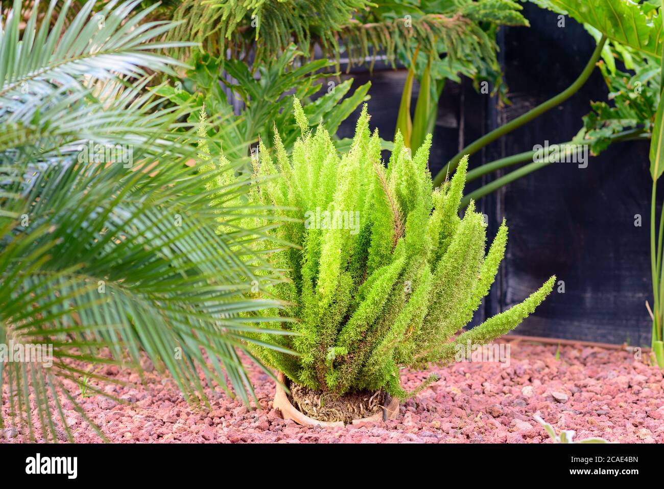 Garden landscape.Landscaped Formal,front yard with garden design Stock ...