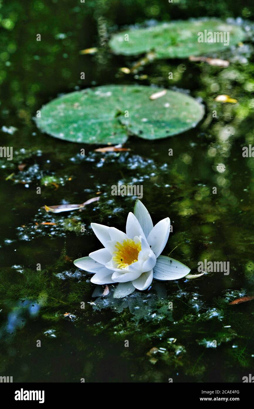 Vertical shot of a beautiful lotus flower in water Stock Photo - Alamy