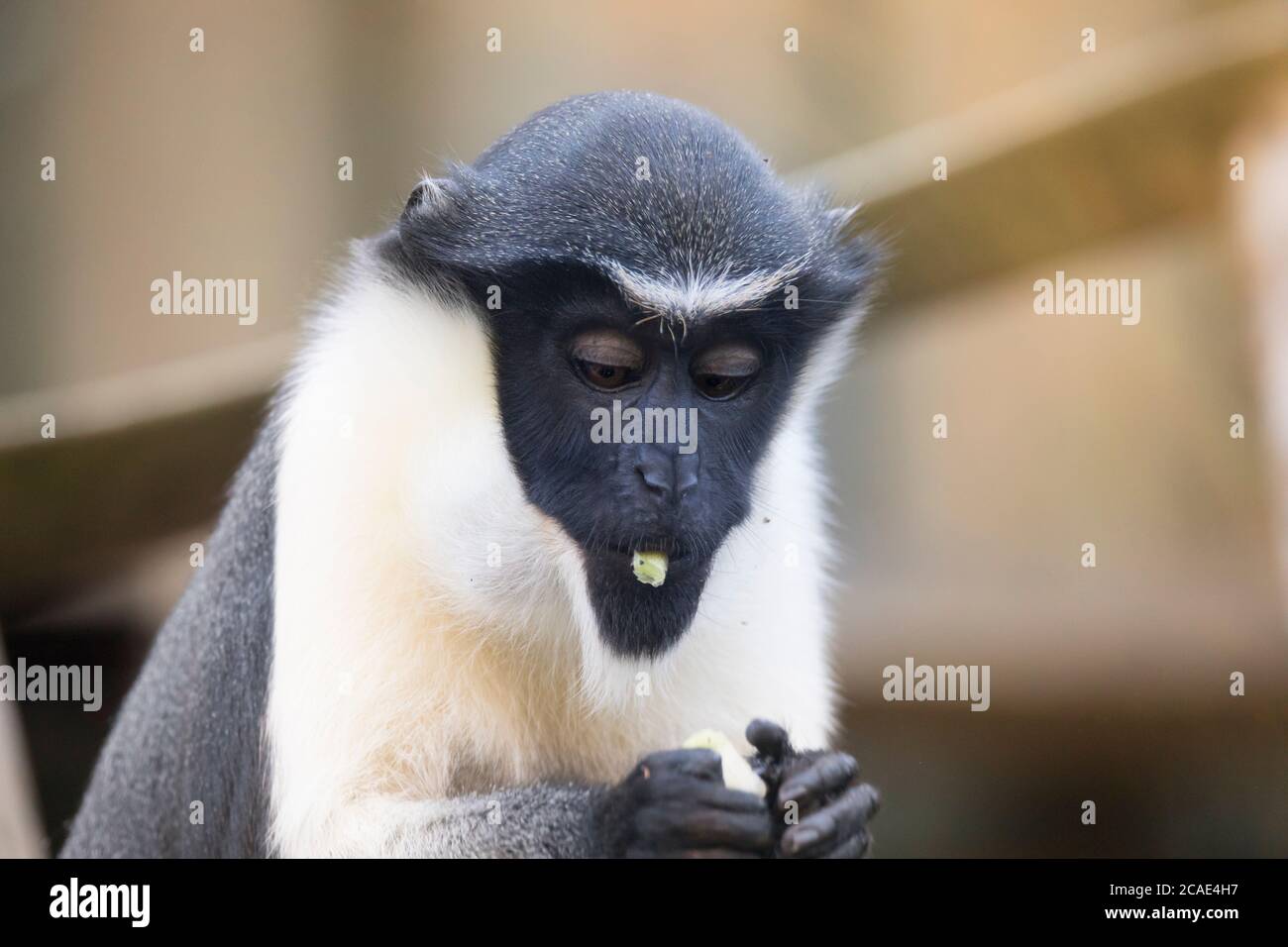 Diana monkey, Cercopithecus diana, a dark backround, scream, crescent ...
