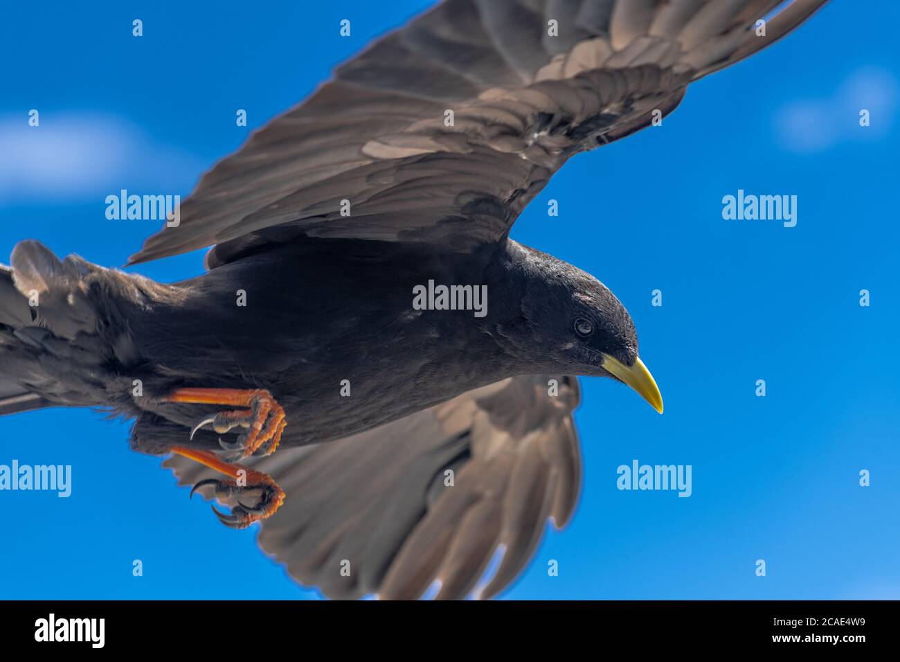 Flying Alpine Chough (Pyrrhocorax graculus Stock Photo - Alamy