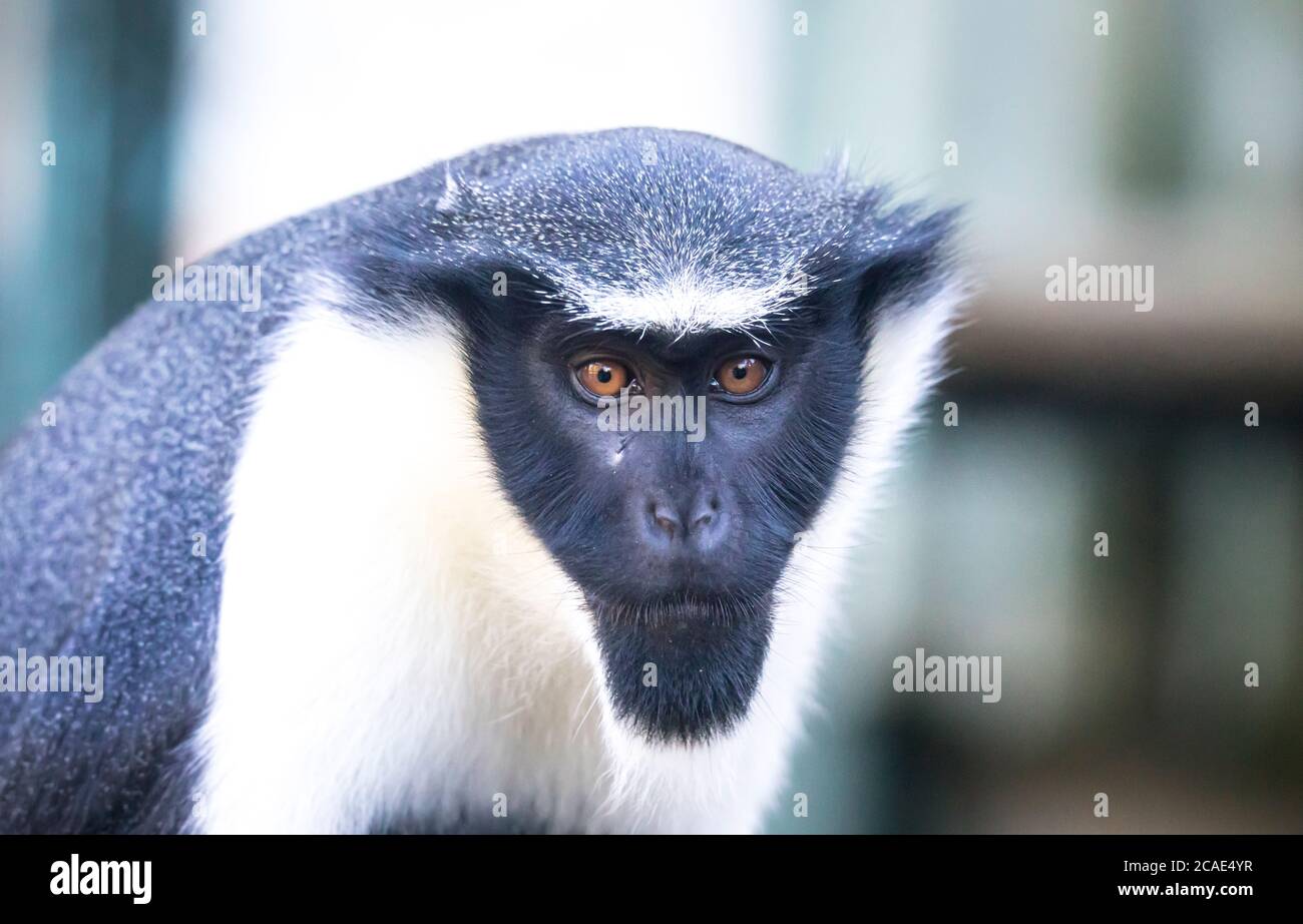 Diana monkey, Cercopithecus diana, a dark backround, scream, crescent ...