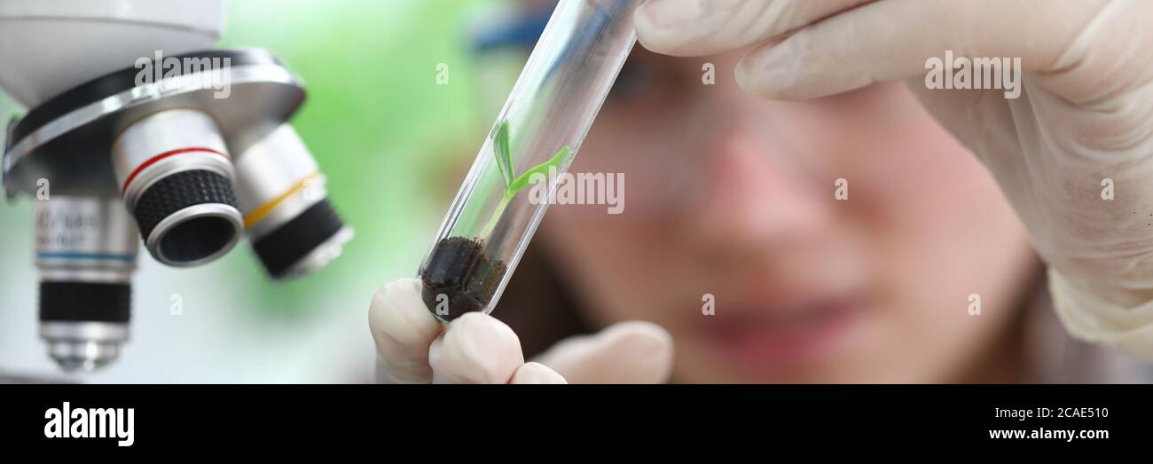 Happy laboratory assistant holds sprout test tube Stock Photo - Alamy