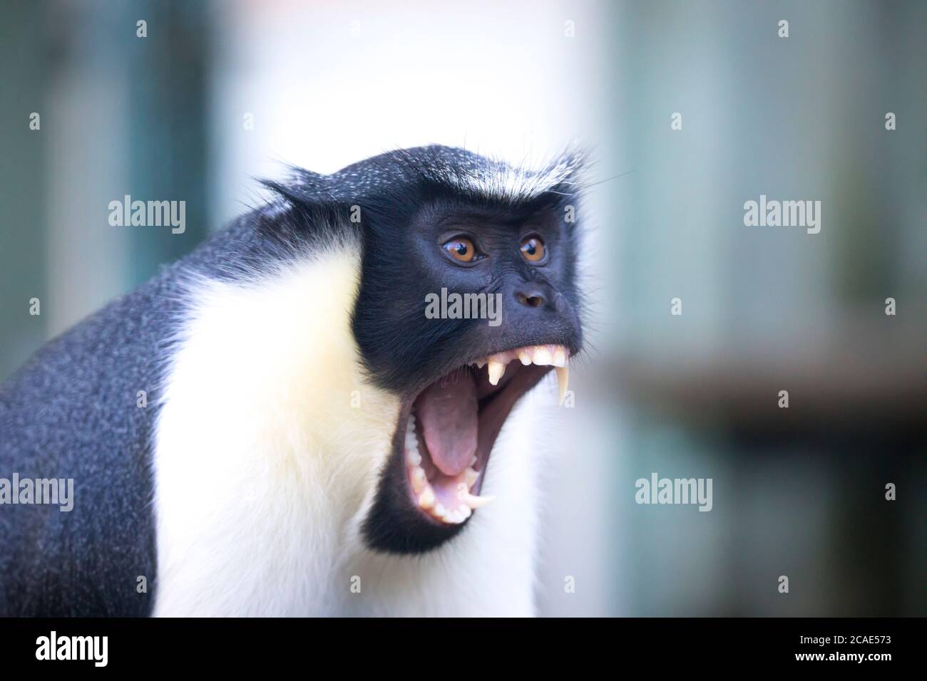 Diana monkey, Cercopithecus diana, a dark backround, scream, crescent ...