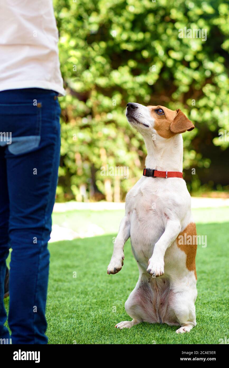 Dog sitting on hind legs hi-res stock photography and images - Alamy