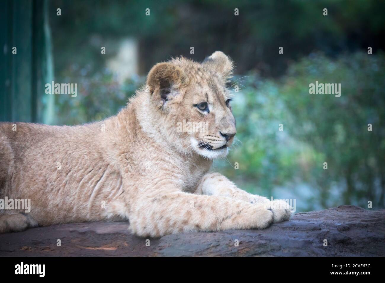 The young lion of Berber look majestic dark background., the best photo ...