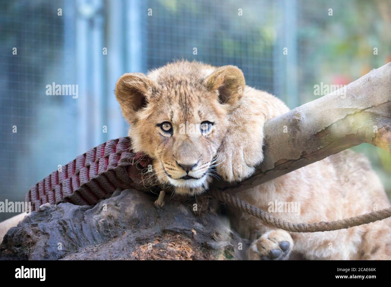 Berber lions hi-res stock photography and images - Alamy