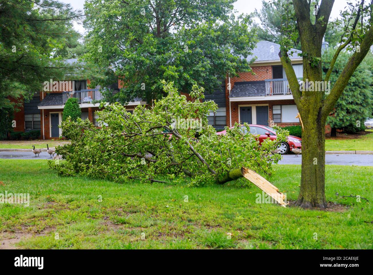 The broken trees after powerful during a hurricane storm damage Stock ...
