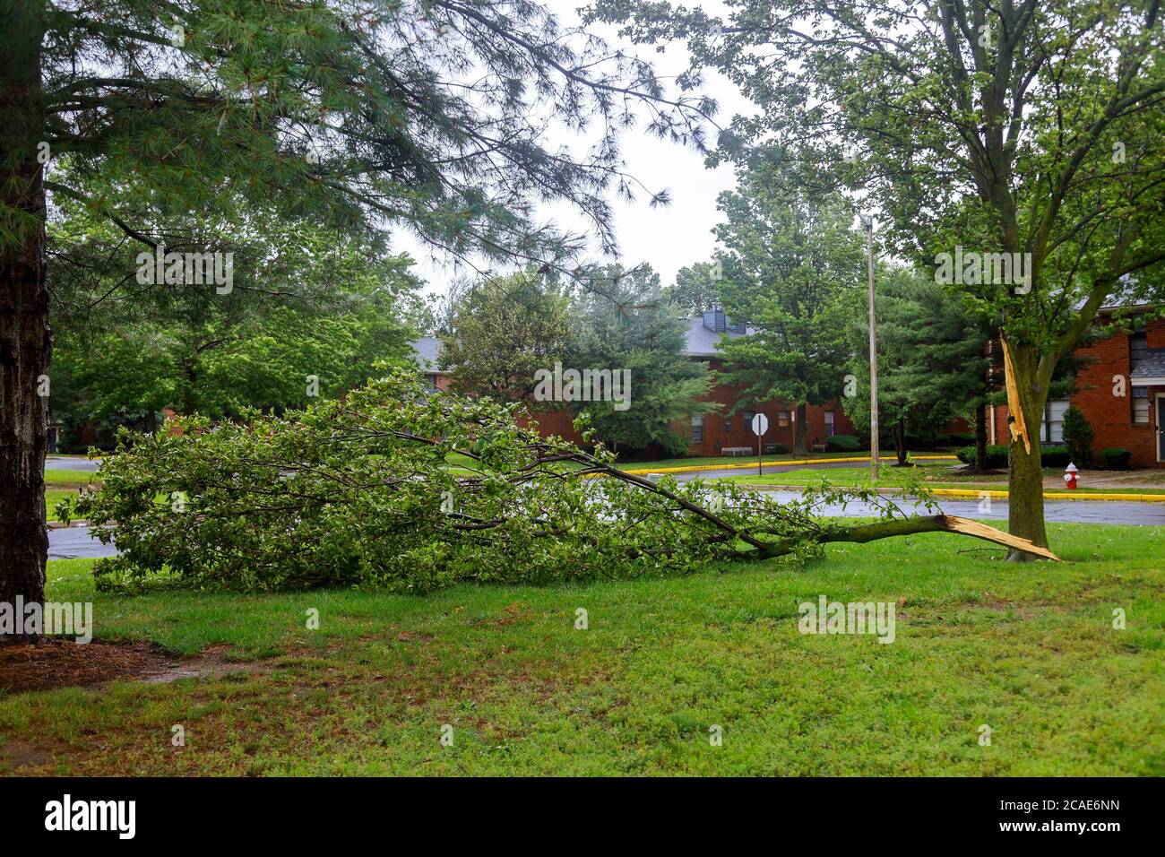 Broken tree fall down block the damages after of night hurricane great ...