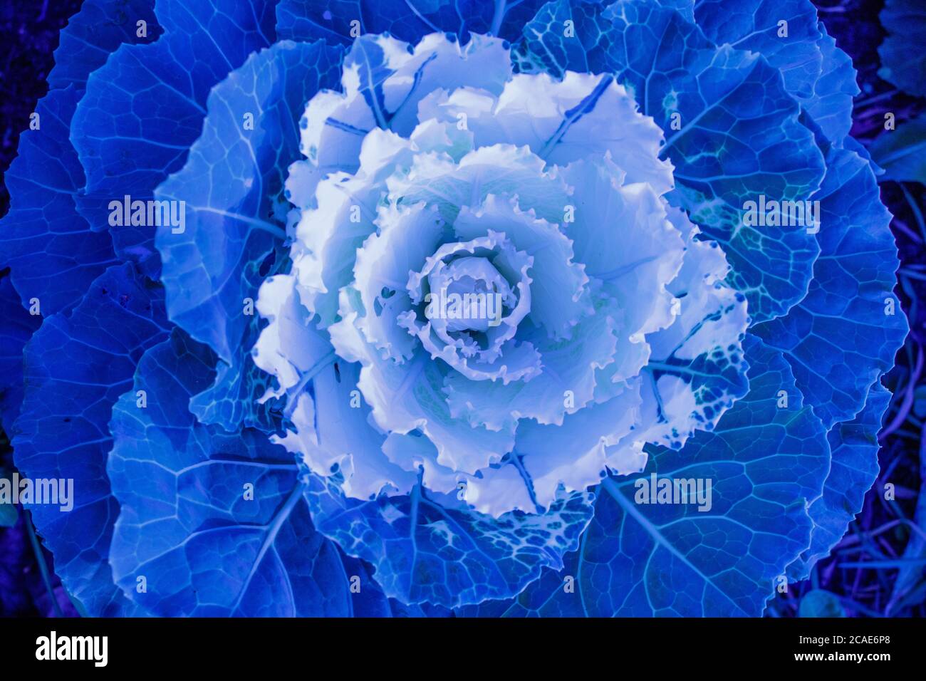 Decorative cabbage tinted in blue neon. View from above Stock Photo - Alamy