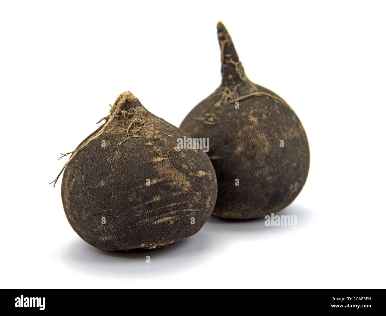 Black radish, Raphanus sativus, against white background Stock Photo ...