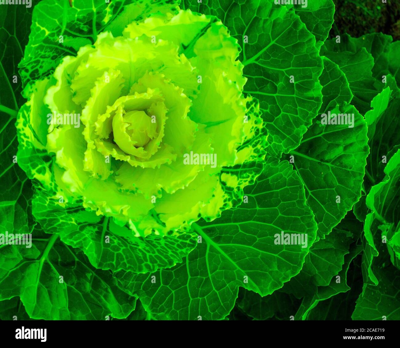 Kale from above garden hi-res stock photography and images - Alamy