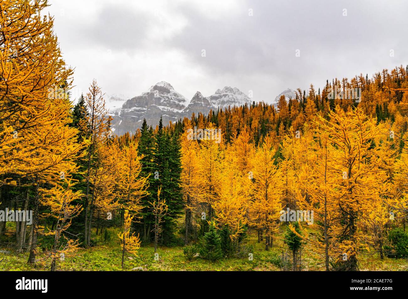 Fall Forest With Mountain Peak In Autumn Color Season Stock Photo - Alamy