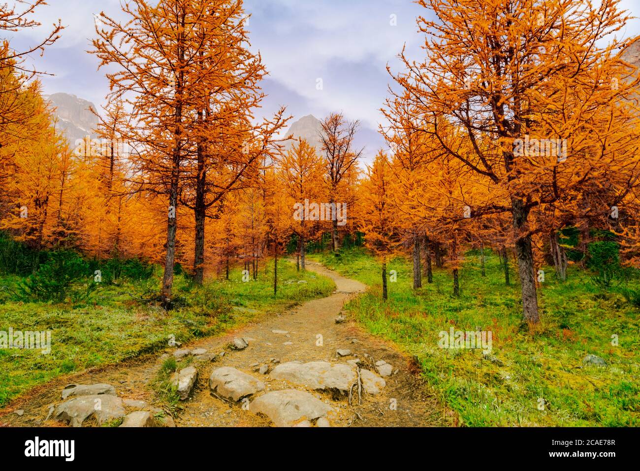Walking Path In Mountains In Beautiful Autumn Color Tree Forest Stock ...