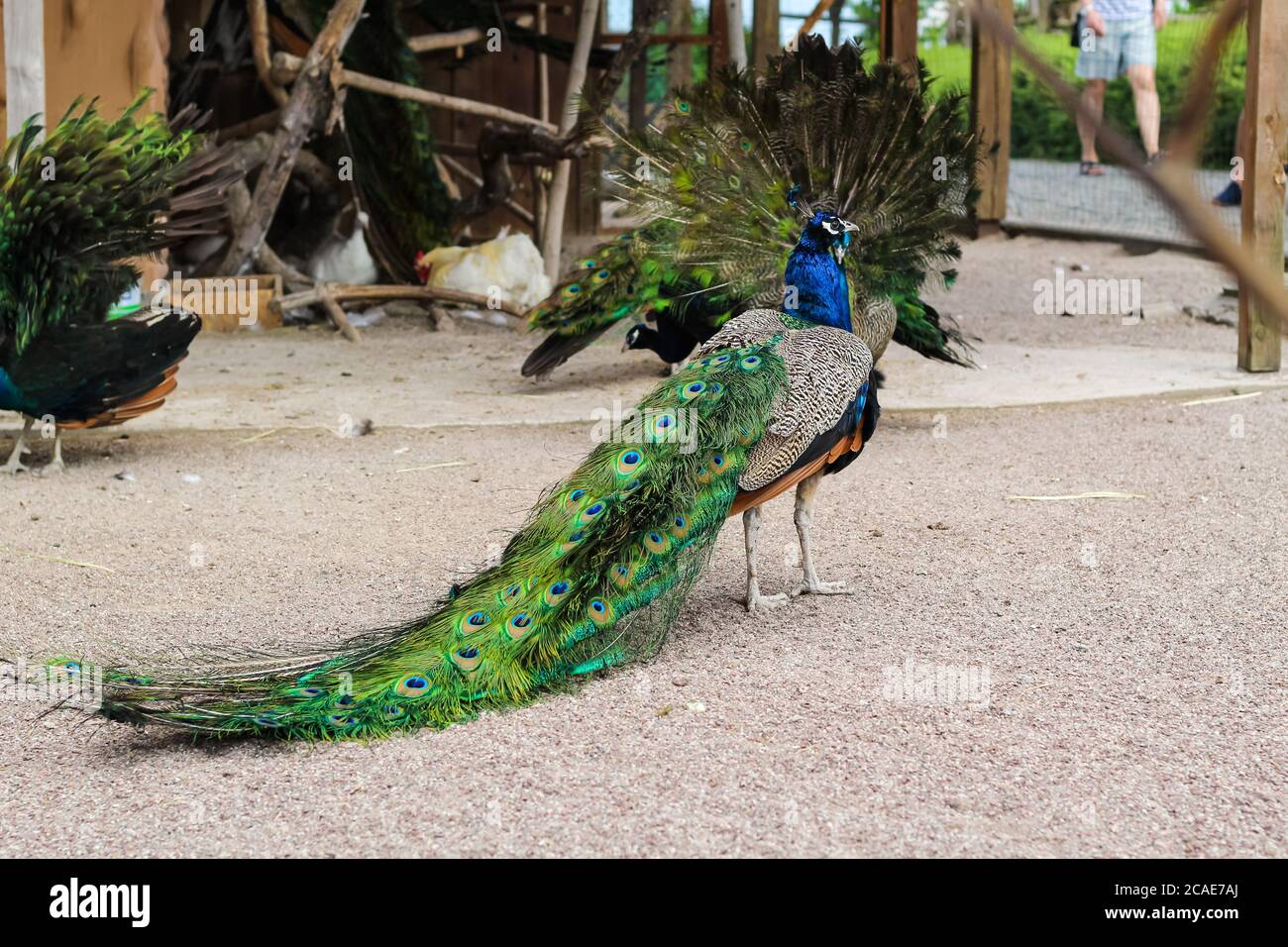 Several peacocks walk in the zoo aviary with folded tails Stock Photo ...