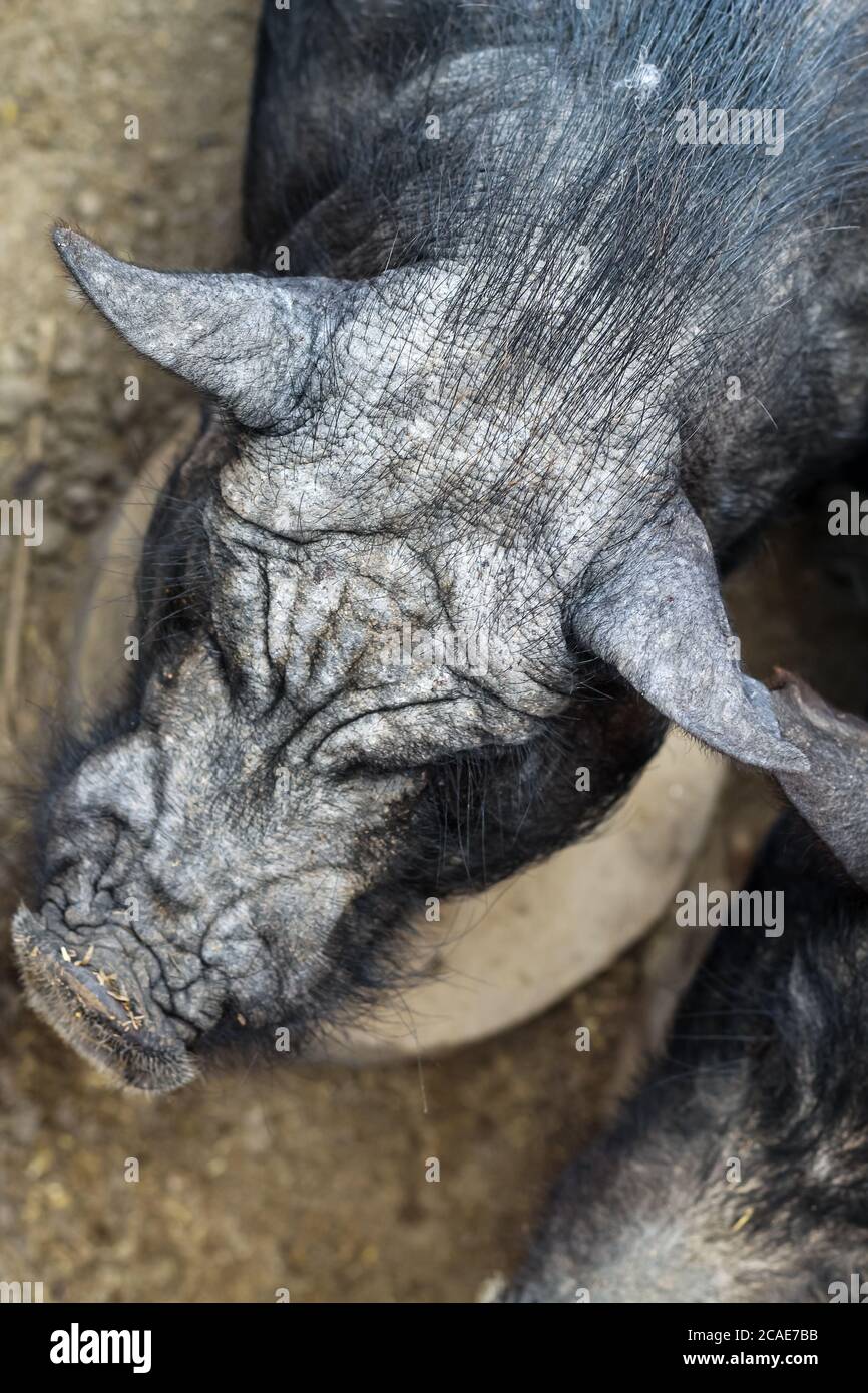 Boar Head High Resolution Stock Photography and Images - Alamy