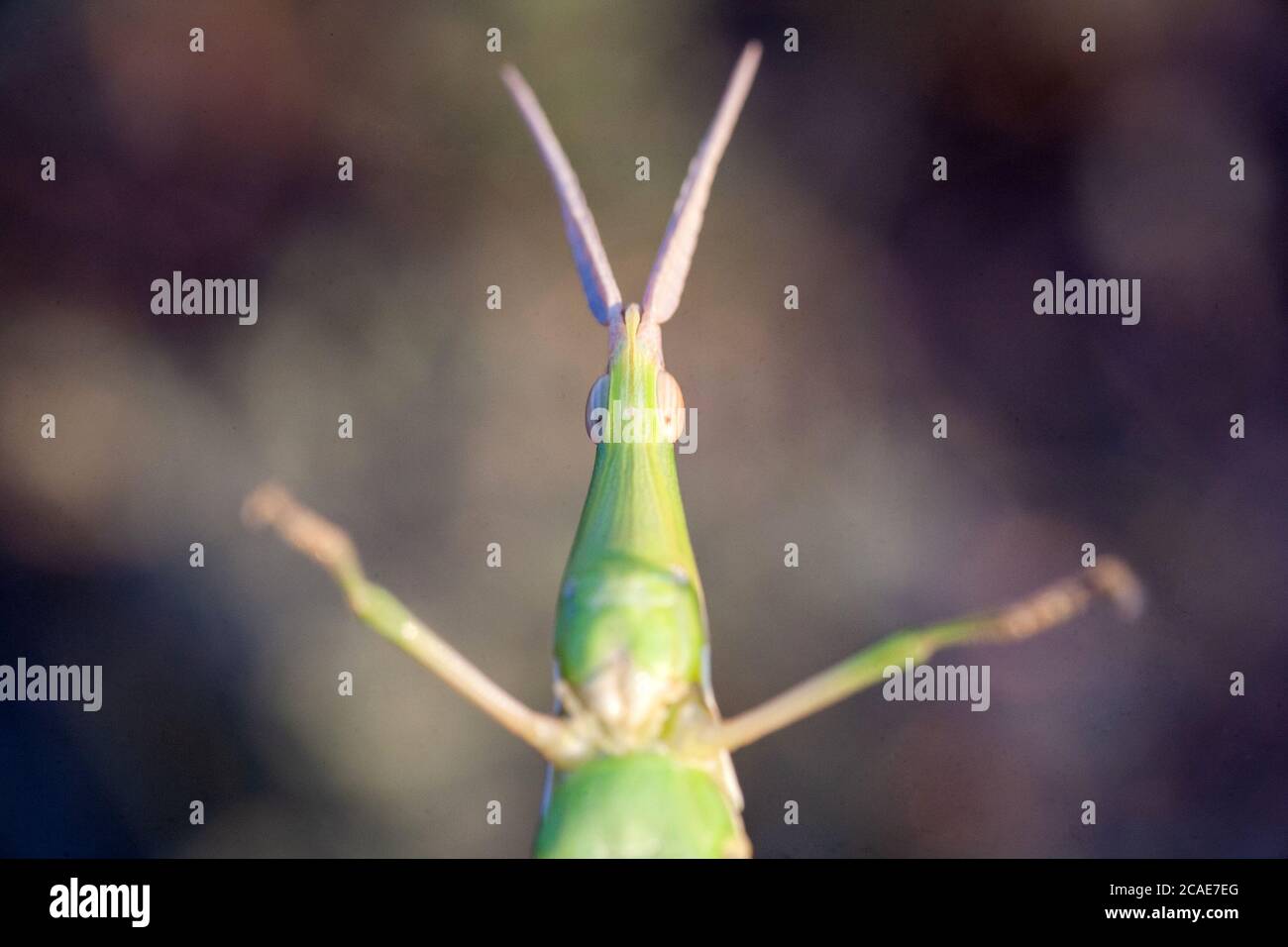 A close up picture locust with a green background Stock Photo - Alamy