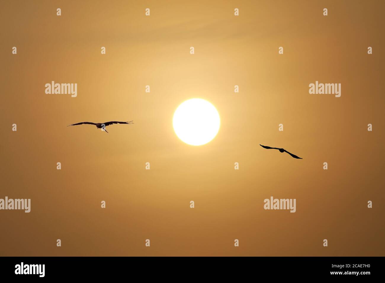Eagles flying hi-res stock photography and images - Alamy