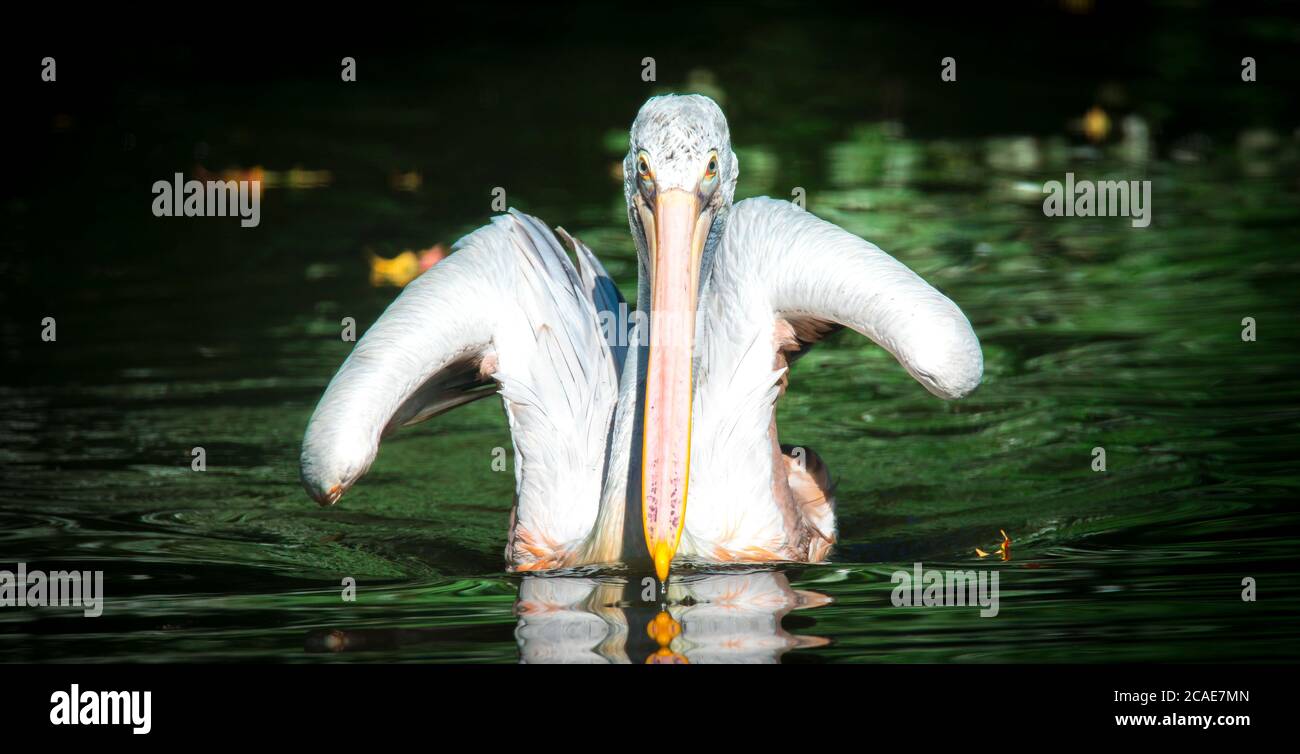 Brown Pelican Pelecanus occidentalis shaking water off feathers with ...