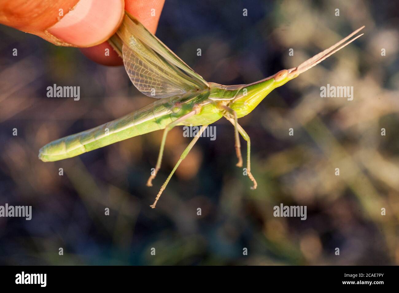 A close up picture locust with a green background Stock Photo - Alamy