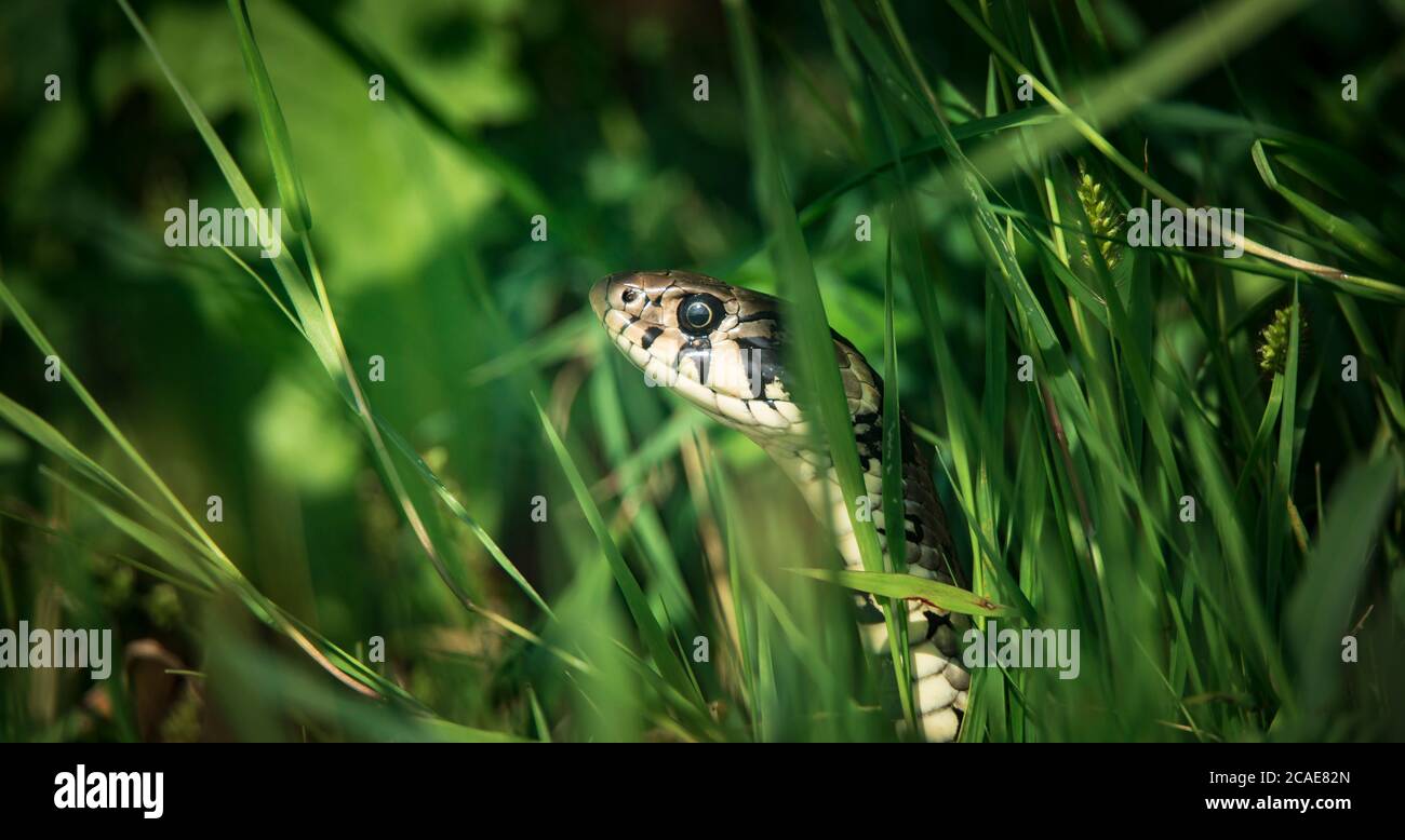 The grass snake Natrix natrix, snake hides in the grass and is on the ...