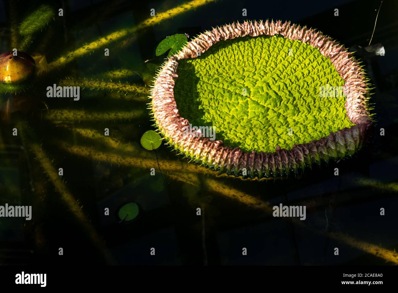 Young Leaf of Amazon Water Lily, Royal Water Lily, Giant Water Lily or ...