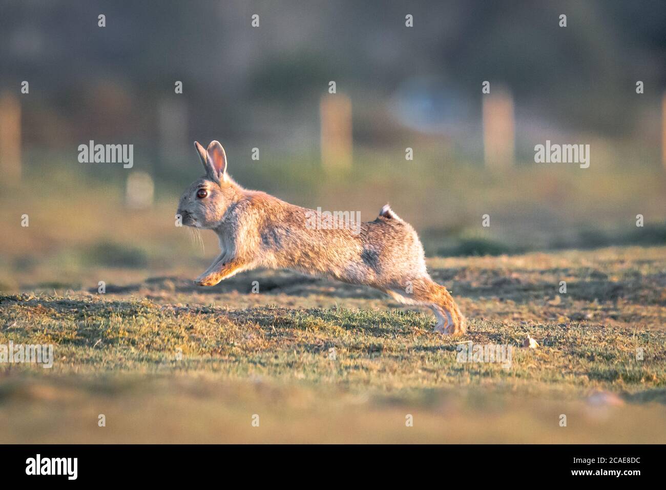 Leaping Rabbit High Resolution Stock Photography and Images - Alamy