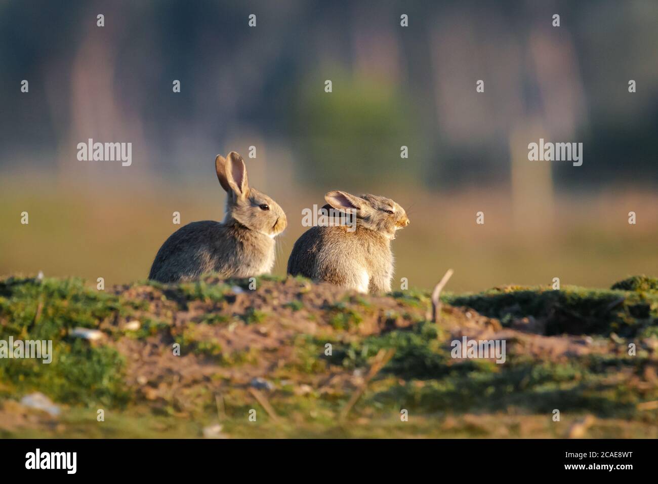 Rabbit Yawning High Resolution Stock Photography and Images - Alamy