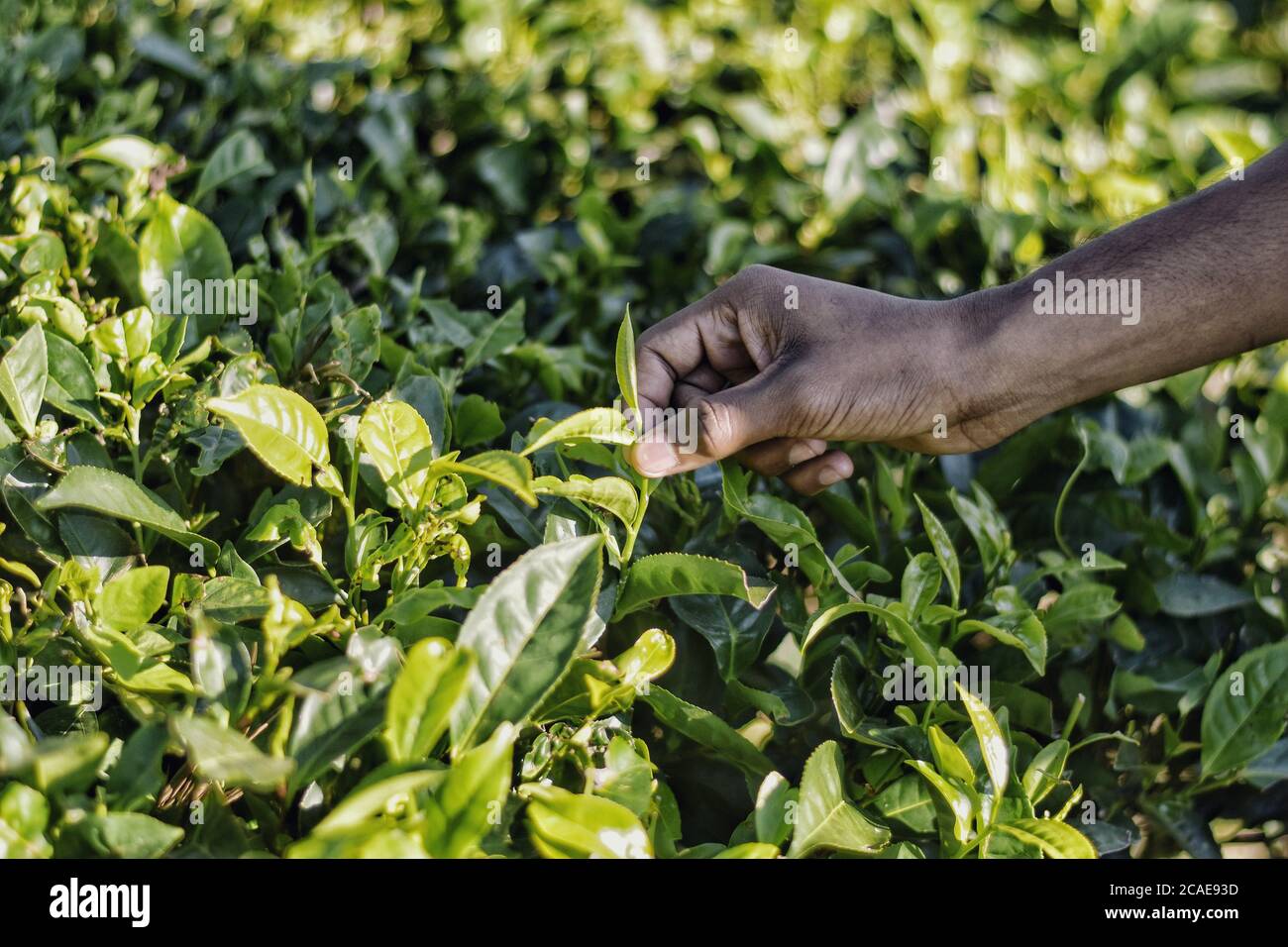 A tea plantation worker plucking tea leaves Stock Photo - Alamy