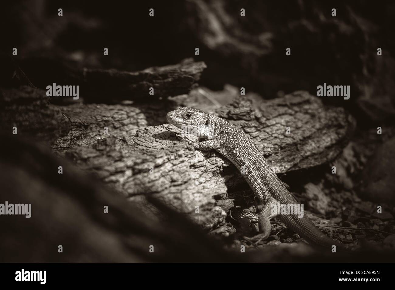True lizard tail hi-res stock photography and images - Alamy