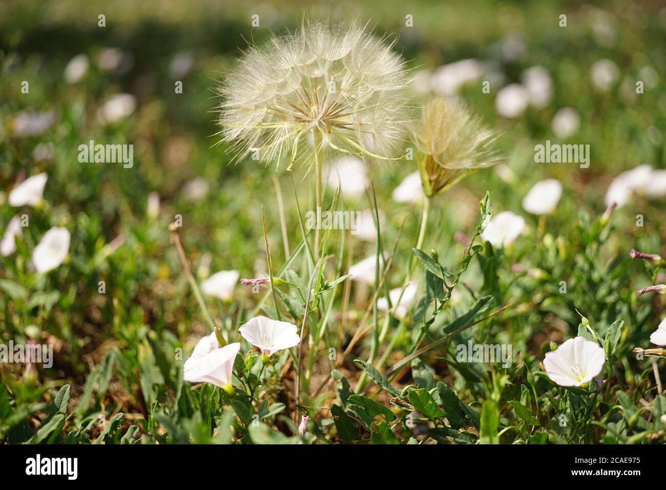 fluffy dandelion flower and birch bindweed plant grow in the sunny ...