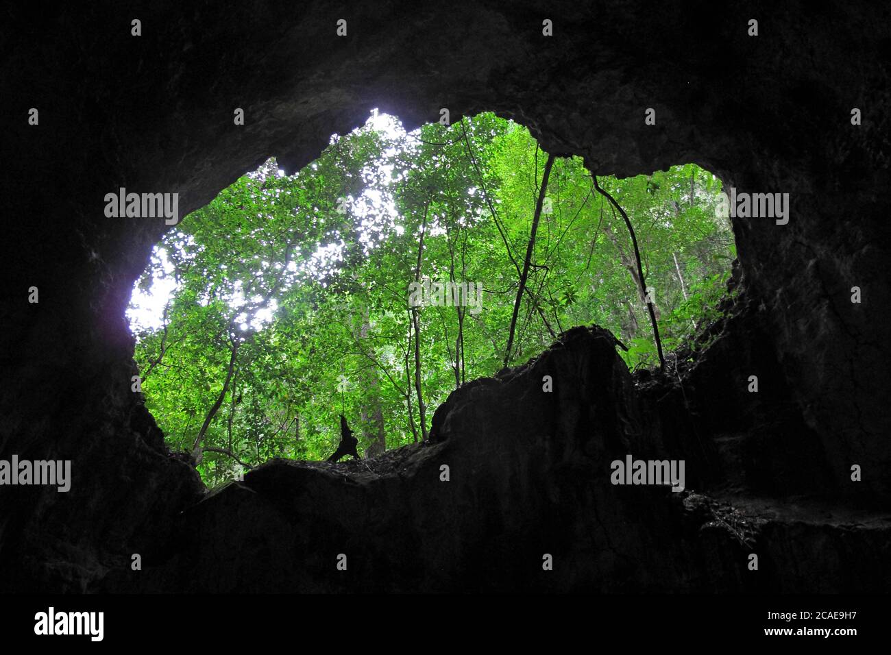 view of forest from within limestone cavern once dwelt in by pre ...