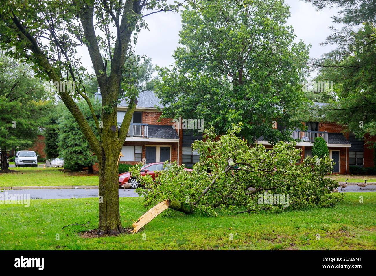 The fallen trees in a storm damage after powerful hurricane Stock Photo ...