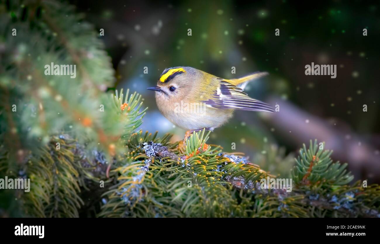goldcrest sitting on the spruce twig Regulus regulus European smallest ...