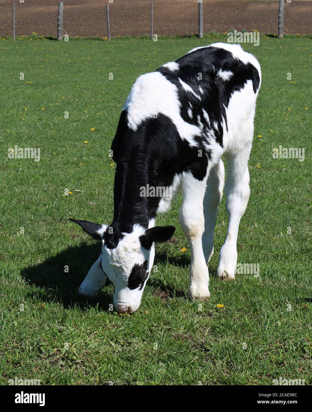 Vertical shot white bovine hi-res stock photography and images - Alamy