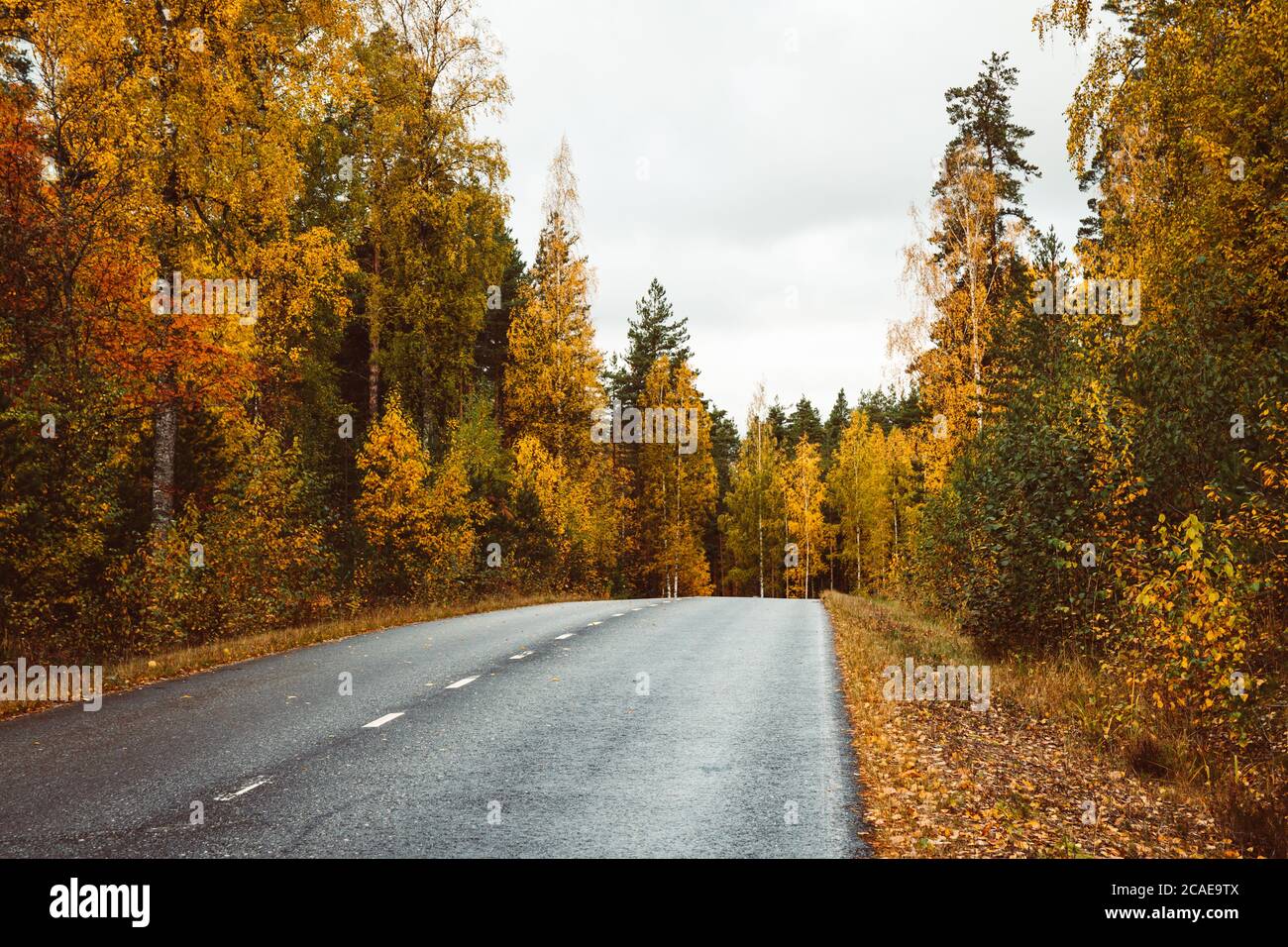 Beautiful moody scene of highway through Autumn forest Stock Photo - Alamy