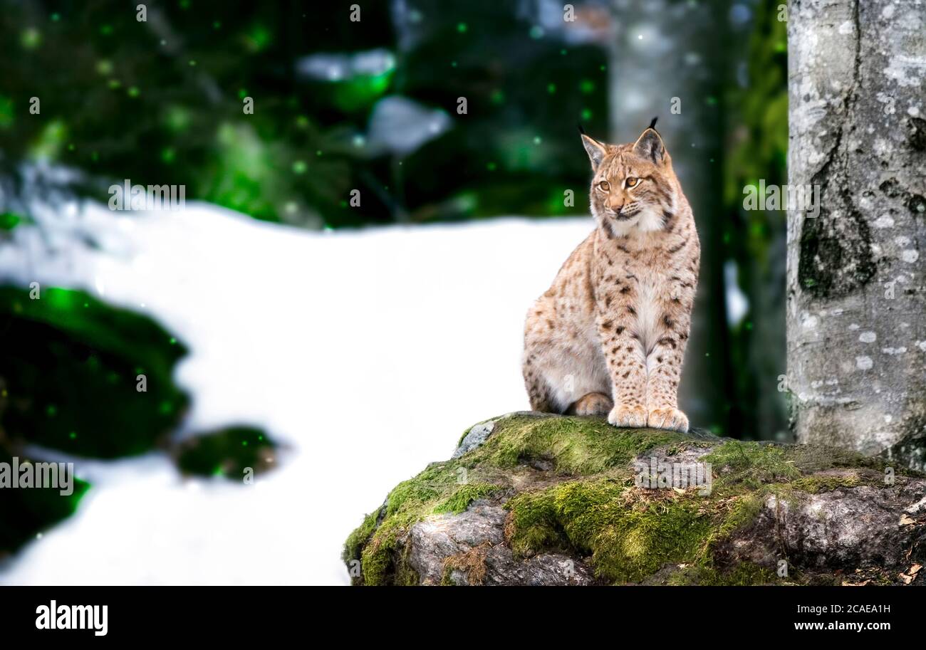 Lynx in woods on sunny hi-res stock photography and images - Alamy