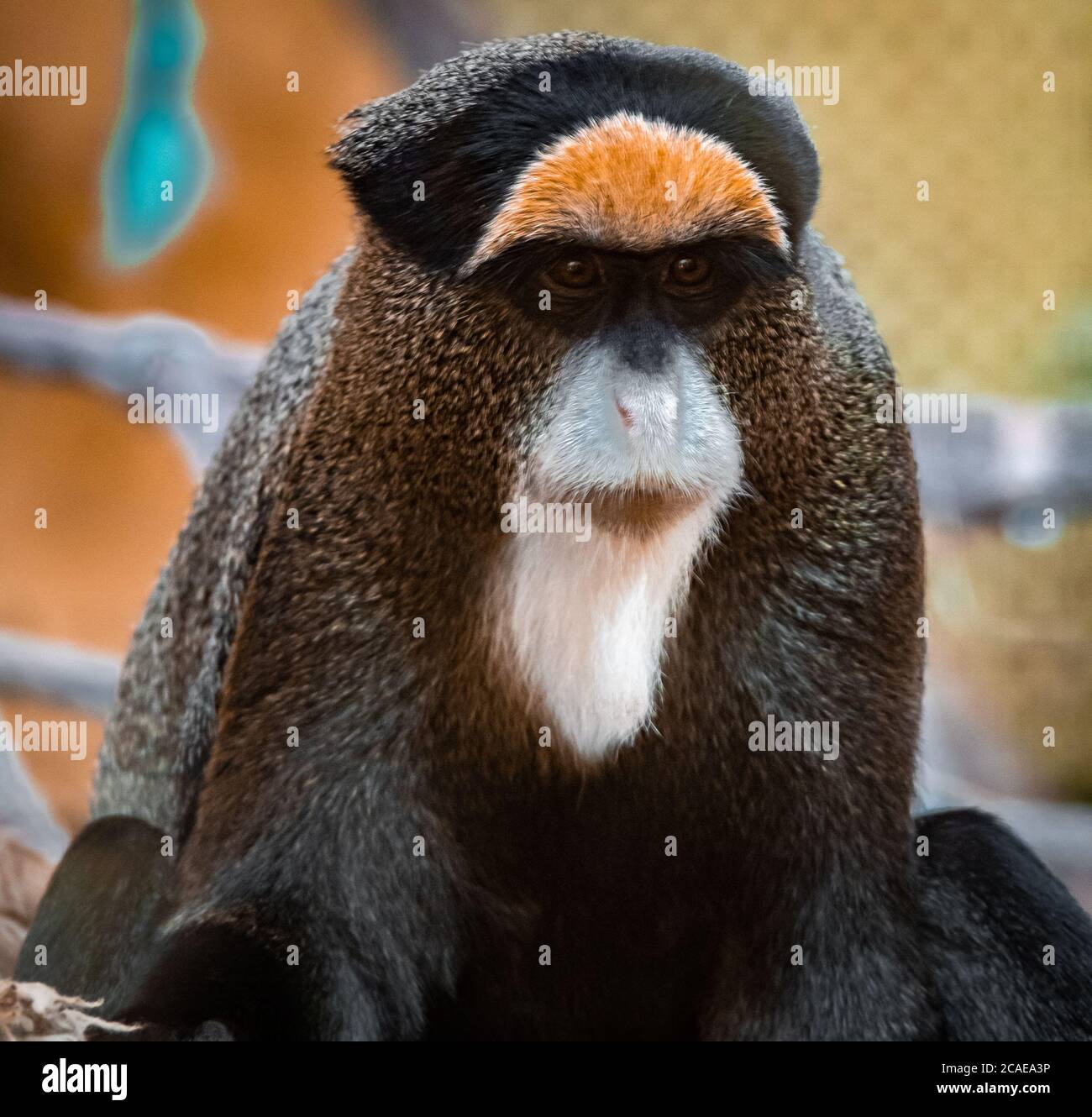 African de brazzas monkey hi-res stock photography and images - Alamy