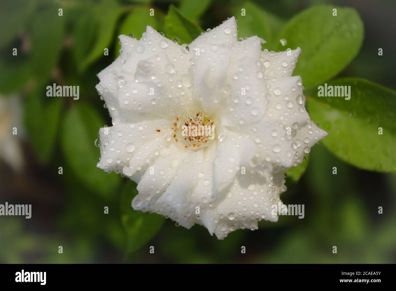 White rose with drops hi-res stock photography and images - Alamy