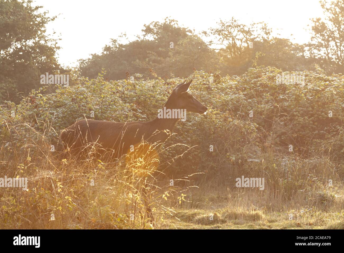 The female red deer (Cervus elaphus) walks through the bramble patches ...