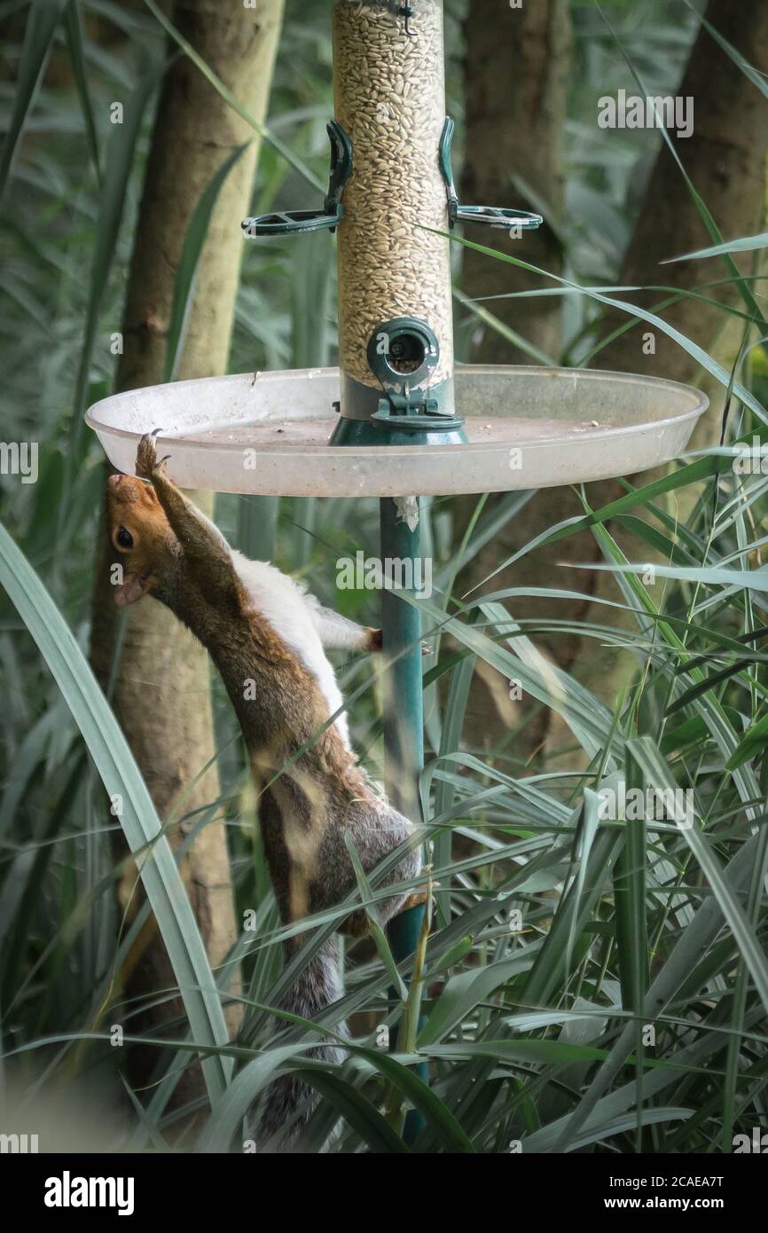 The canny grey squirrel (Sciurus carolinensis) reaches around the tray ...