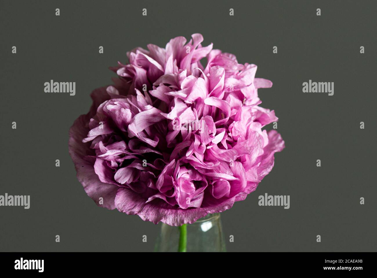 A pink Poppy Tallulah Belle Blush flower in a vase Stock Photo - Alamy